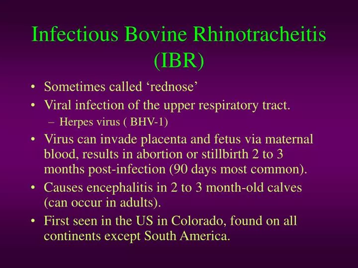 PPT - Infectious Bovine Rhinotracheitis (IBR) PowerPoint Presentation ...