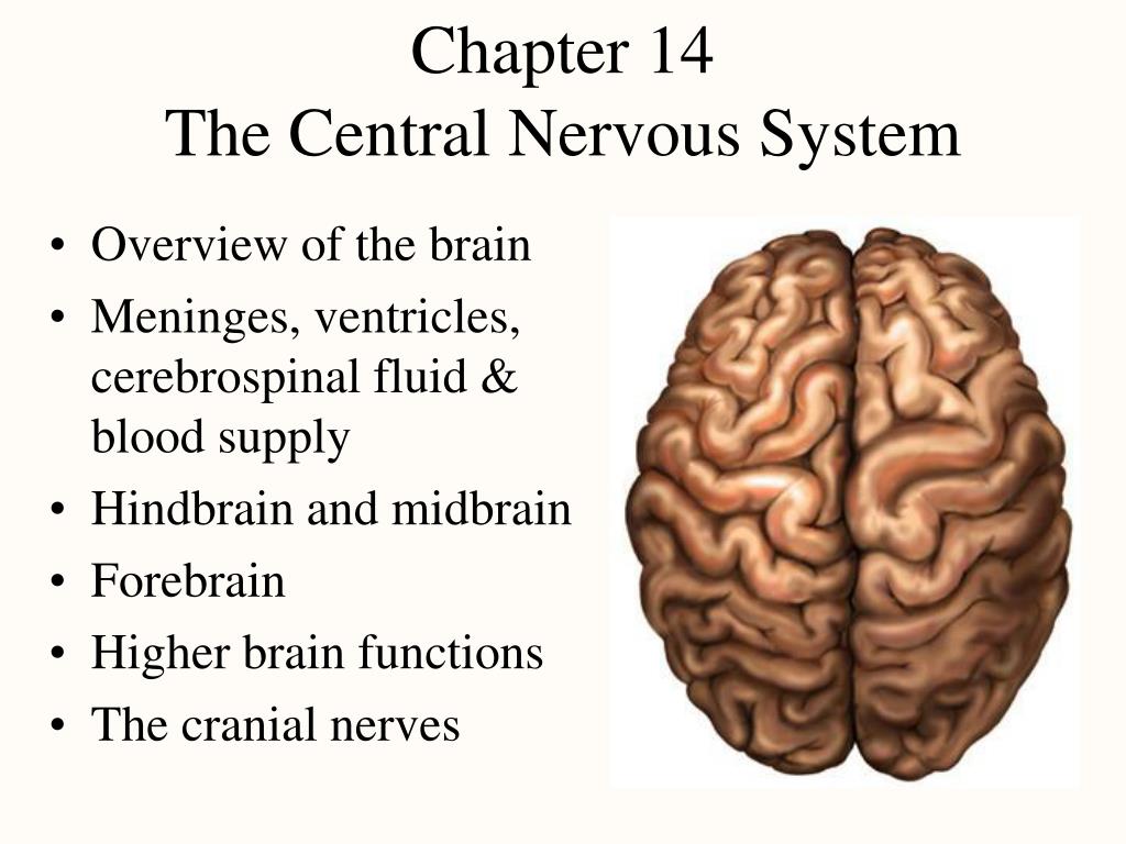 PPT - Chapter 14 The Central Nervous System PowerPoint Presentation ... PPT - Chapter 14 The Central Nervous System PowerPoint Presentation ...