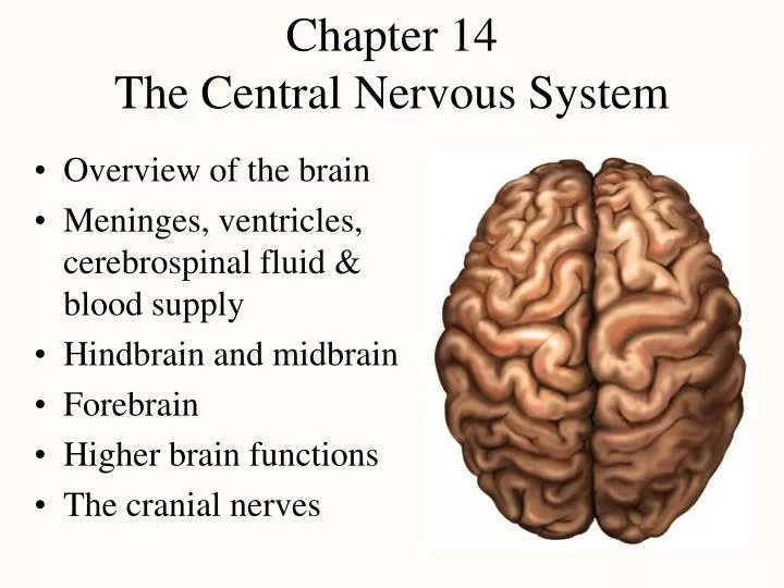 PPT - Chapter 14 The Central Nervous System PowerPoint Presentation ...