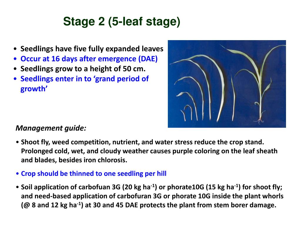 PPT - THE SORGHUM PLANT, GROWTH STAGES AND ASSOCITED MANAGEMENT ...