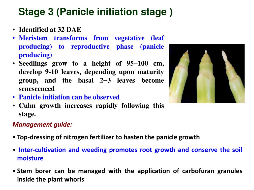 PPT - THE SORGHUM PLANT, GROWTH STAGES AND ASSOCITED MANAGEMENT ...