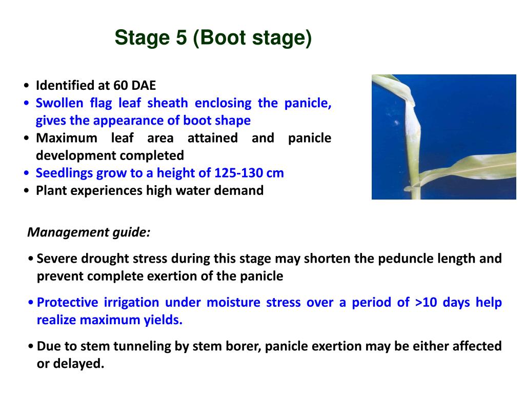 PPT - THE SORGHUM PLANT, GROWTH STAGES AND ASSOCITED MANAGEMENT ...