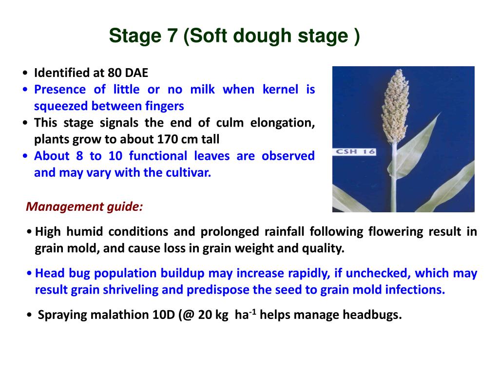 PPT - THE SORGHUM PLANT, GROWTH STAGES AND ASSOCITED MANAGEMENT ...