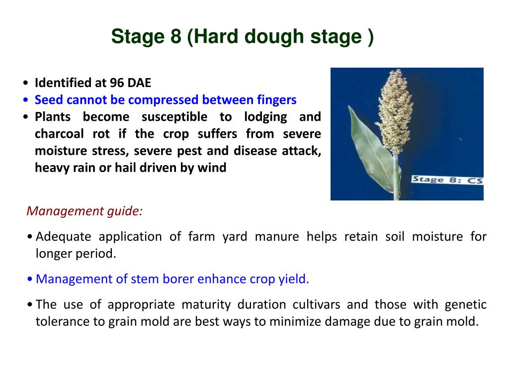 PPT - THE SORGHUM PLANT, GROWTH STAGES AND ASSOCITED MANAGEMENT ...
