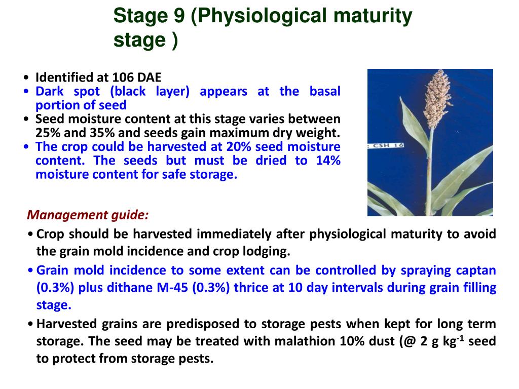 PPT - THE SORGHUM PLANT, GROWTH STAGES AND ASSOCITED MANAGEMENT ...