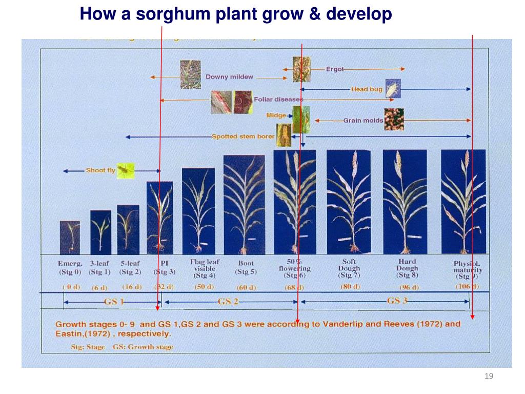PPT - THE SORGHUM PLANT, GROWTH STAGES AND ASSOCITED MANAGEMENT ...