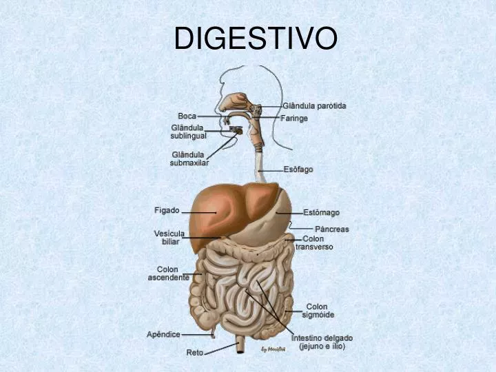 PPT - DIGESTIVO PowerPoint Presentation, free download - ID:1416365