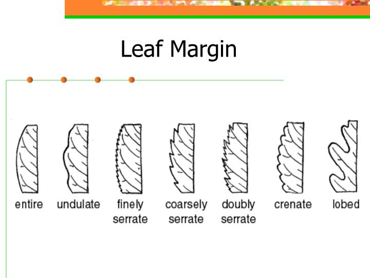 PPT - Plant Taxonomy PowerPoint Presentation - ID:141764