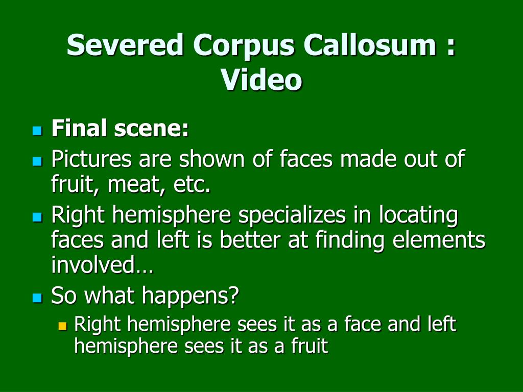 PPT - Biological Psychology – Mod. 3 & 4 The Split-Brain Phenomenon ...