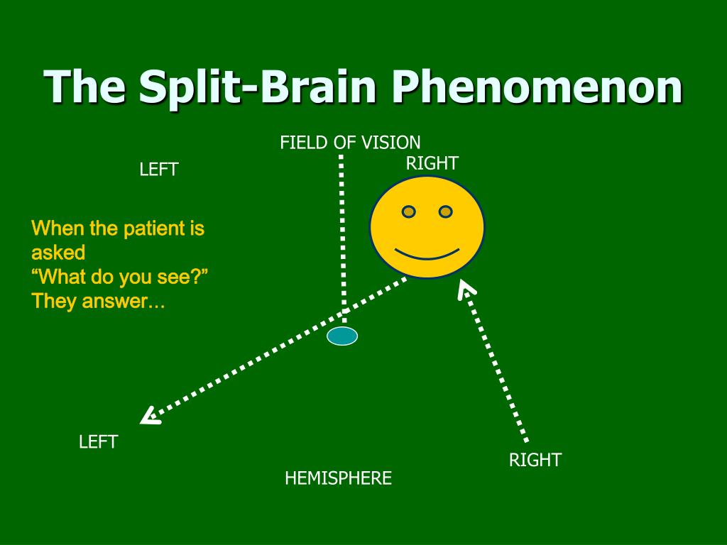 PPT - Biological Psychology – Mod. 3 & 4 The Split-Brain Phenomenon ...