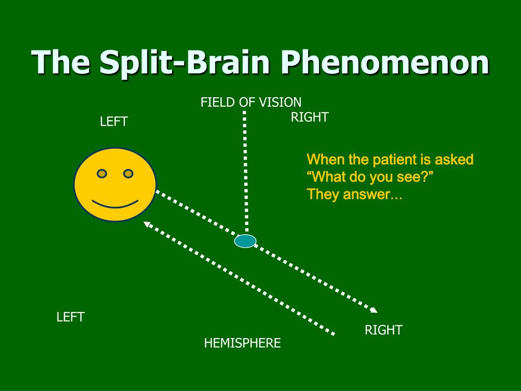 PPT - Biological Psychology – Mod. 3 & 4 The Split-Brain Phenomenon ...