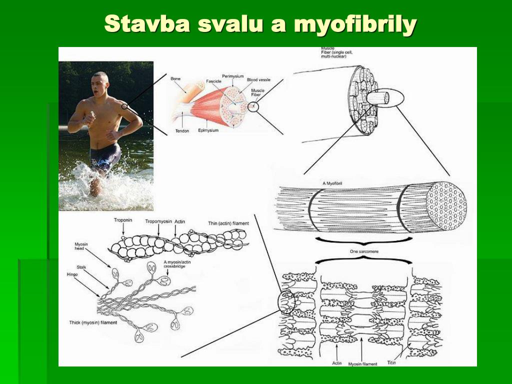 PPT - SOUSTAVA SVALOVÁ PowerPoint Presentation, free download - ID:1418977