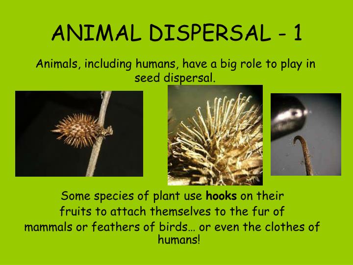 PPT - Seed Dispersal How does it happen? PowerPoint Presentation - ID ...