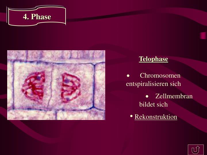 PPT - Mitose PowerPoint Presentation - ID:1422857