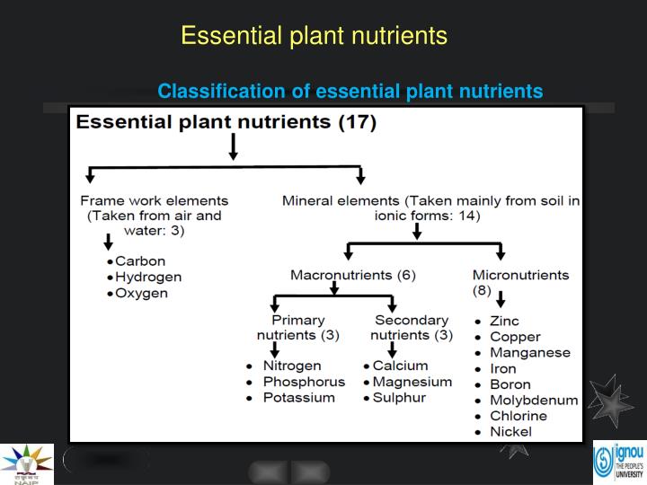PPT - Essential plant nutrients PowerPoint Presentation - ID:1423355