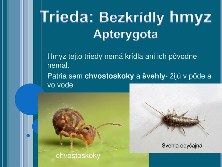 PPT - Hmyz PowerPoint Presentation - ID:1423388