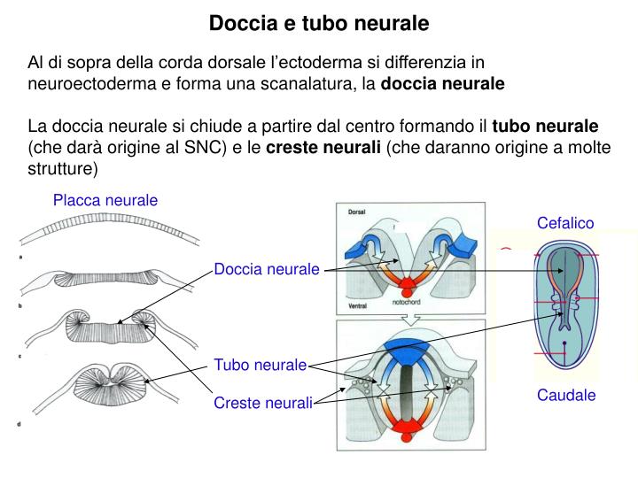 PPT - ANATOMIA UMANA PowerPoint Presentation - ID:1423398