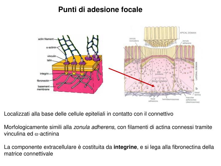 PPT - ANATOMIA UMANA PowerPoint Presentation - ID:1423398