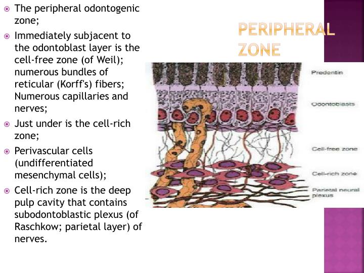 PPT - Dental Pulp PowerPoint Presentation - ID:1424169