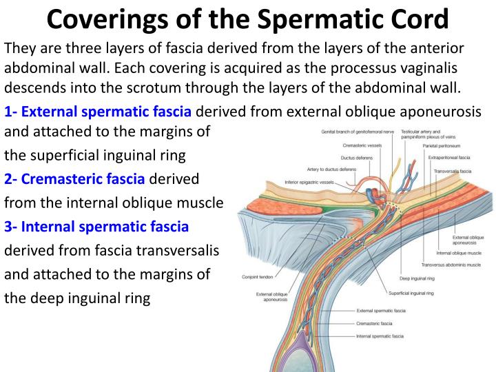 Ppt Inguinal Region And Secrotum Powerpoint Presentation Id 1424523