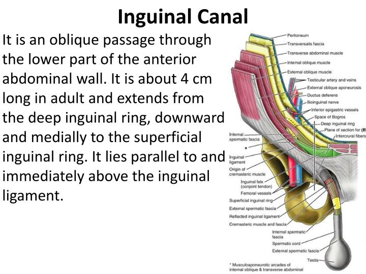 Inguinal Canal Boundaries Images Photos Mungfali