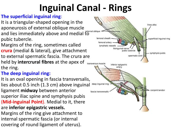 PPT - Inguinal Region & Secrotum PowerPoint Presentation - ID:1424523