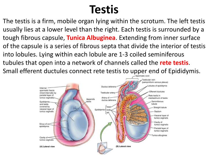 PPT - Inguinal Region & Secrotum PowerPoint Presentation - ID:1424523