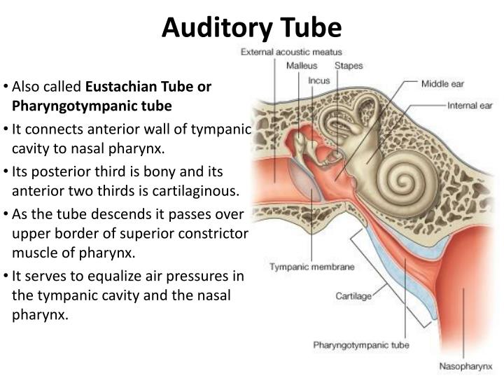 PPT - The Ear PowerPoint Presentation - ID:1424610