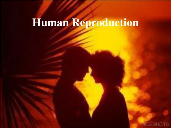 Ppt Human Reproduction Powerpoint Presentation Free Download Id 1425069