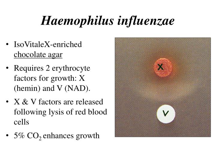 PPT - Haemophilus , Legionella and Bordetella Gram Negative Rods of the ...