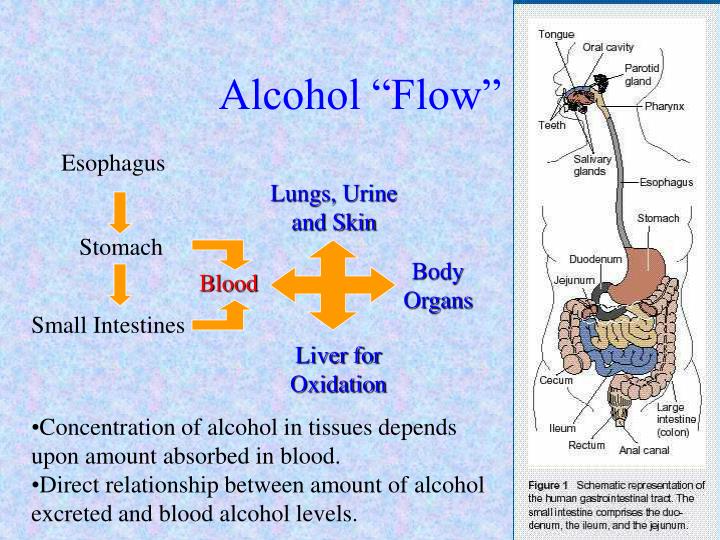 PPT - Forensic Toxicology and Alcohol PowerPoint Presentation - ID:142554