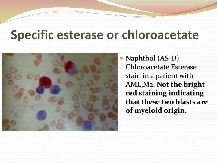 PPT - Special Stain PowerPoint Presentation - ID:1425888