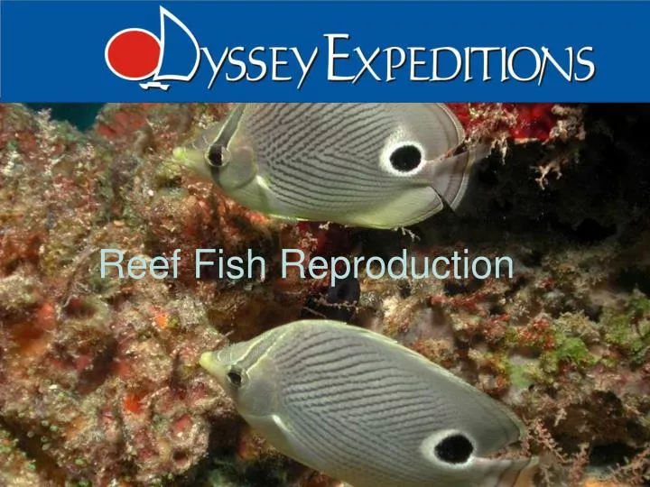 PPT - Reef Fish Reproduction PowerPoint Presentation, free download ...
