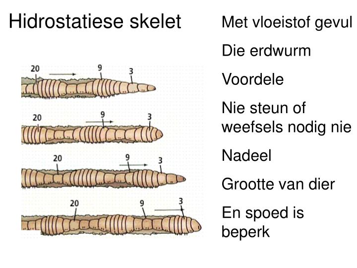 PPT - Soorte skelete PowerPoint Presentation - ID:1426353