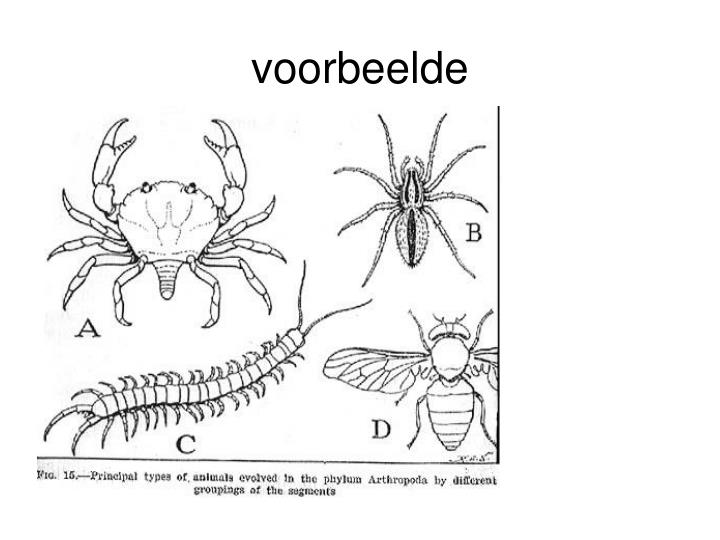PPT - Soorte skelete PowerPoint Presentation - ID:1426353