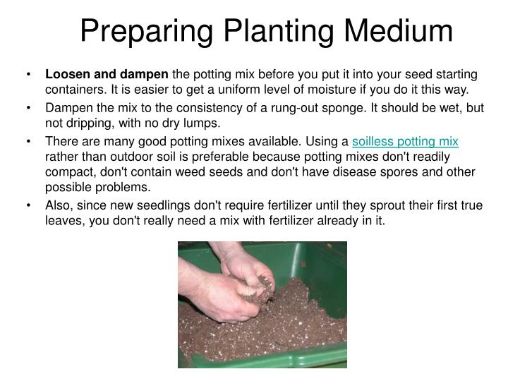 PPT - PLANT PROPAGATION ASEXUAL PROPAGATION - VEGETATIVE, CLONES ...