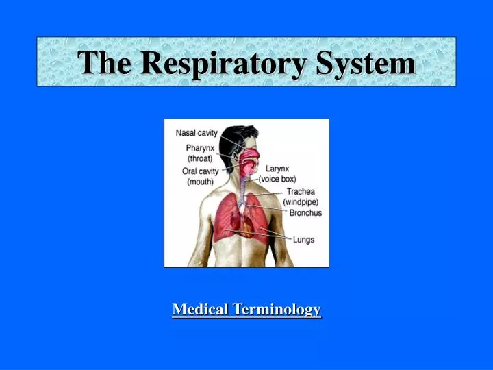PPT - The Respiratory System PowerPoint Presentation, free download ...