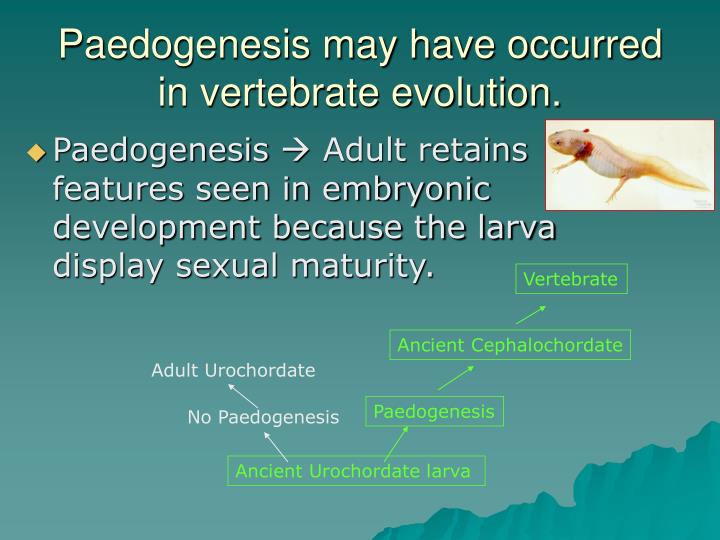 PPT - Vertebrate Evolution and Diversity PowerPoint Presentation - ID ...
