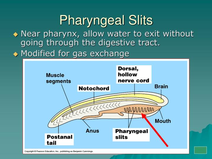 PPT - Vertebrate Evolution and Diversity PowerPoint Presentation - ID ...
