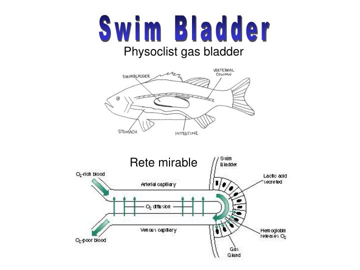 PPT - Fish Morphology PowerPoint Presentation - ID:1427253