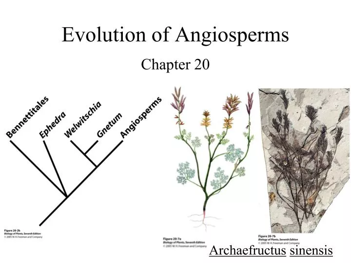 PPT - Evolution of Angiosperms PowerPoint Presentation, free download ...