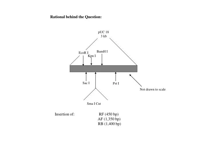 PPT - pUC 18 3 kb PowerPoint Presentation, free download - ID:1427386