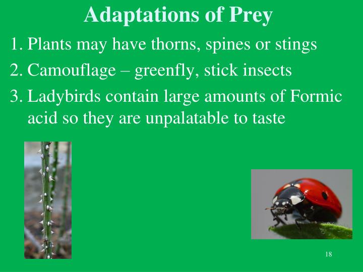 PPT - Chapter 4 H.1.4.11 Ecological Relationships PowerPoint ...