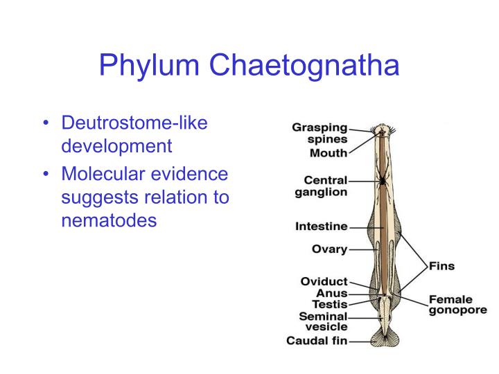 Phylum Chaetognatha