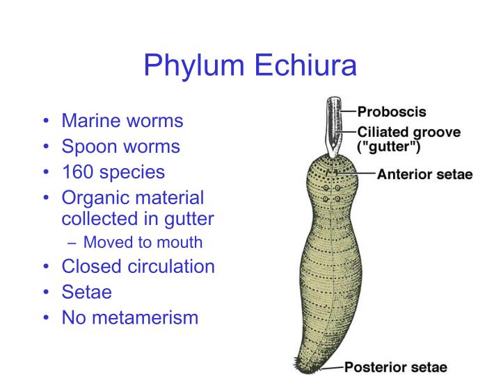 PPT - Nine minor phyla to consider PowerPoint Presentation - ID:1428033