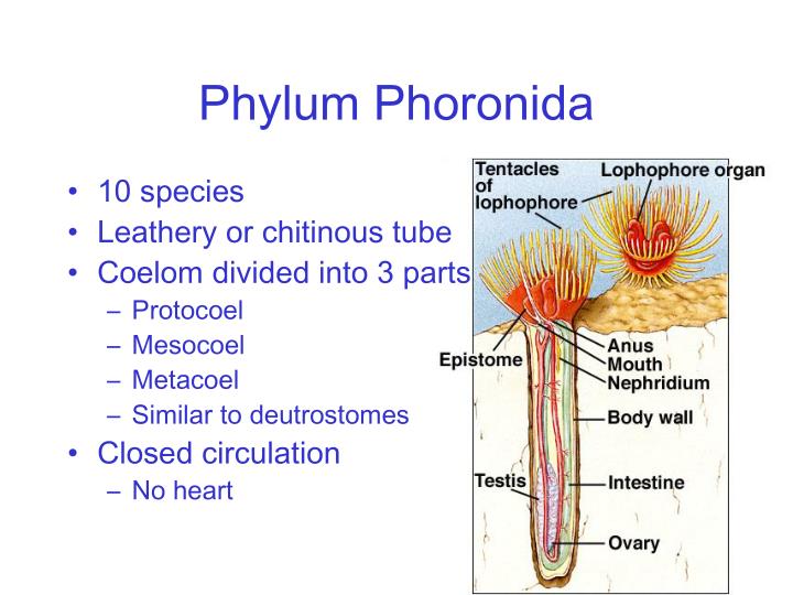 PPT - Nine minor phyla to consider PowerPoint Presentation - ID:1428033
