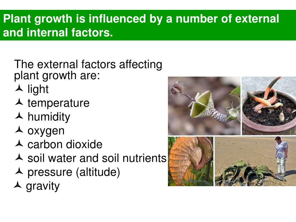 Plant Growth Development Factors Affecting Plant Grow - vrogue.co Plant Growth Development Factors Affecting Plant Grow - vrogue.co