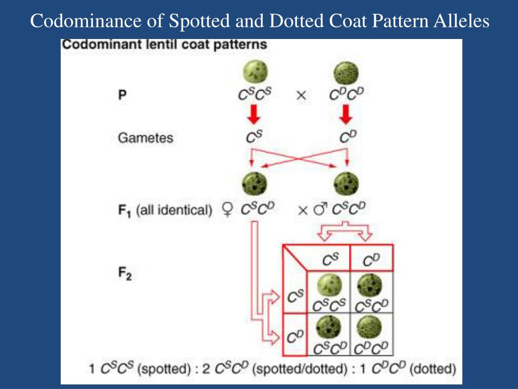 Part d assigning genotypes for codominant alleles - lioec Part d assigning genotypes for codominant alleles - lioec