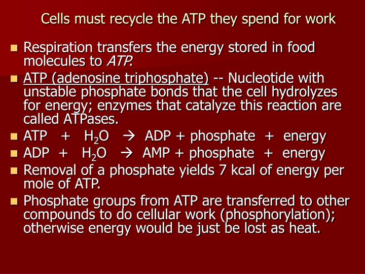 PPT - Cellular Respiration: Harvesting Chemical Energy PowerPoint ...