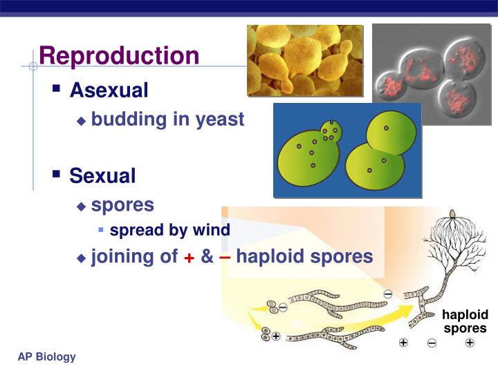 PPT - Kingdom: Fungi PowerPoint Presentation - ID:1429463